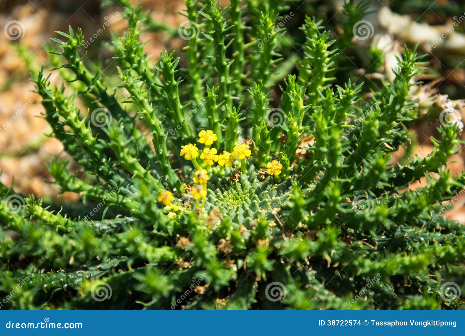 Octopus Euphorbia Yellow Flowers Cactus Stock Photo - Image of desert ...