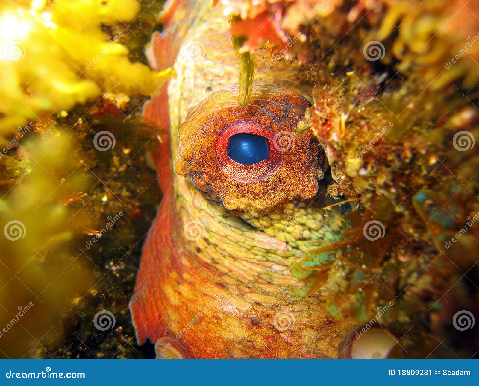 Octopus eye stock image. Image of animal, invertebrate - 18809281