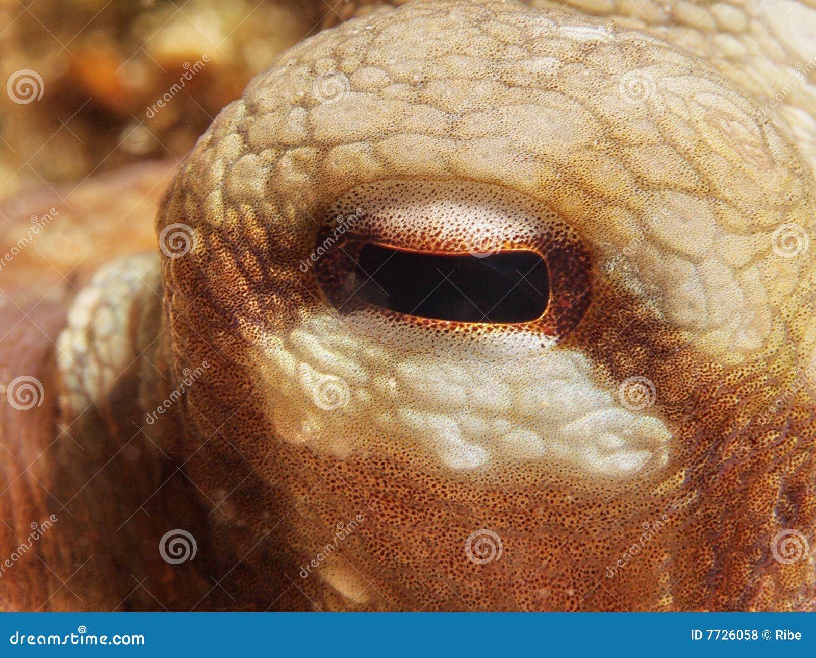 What Does An Octopus Eye Look Like at Allan Moyer blog