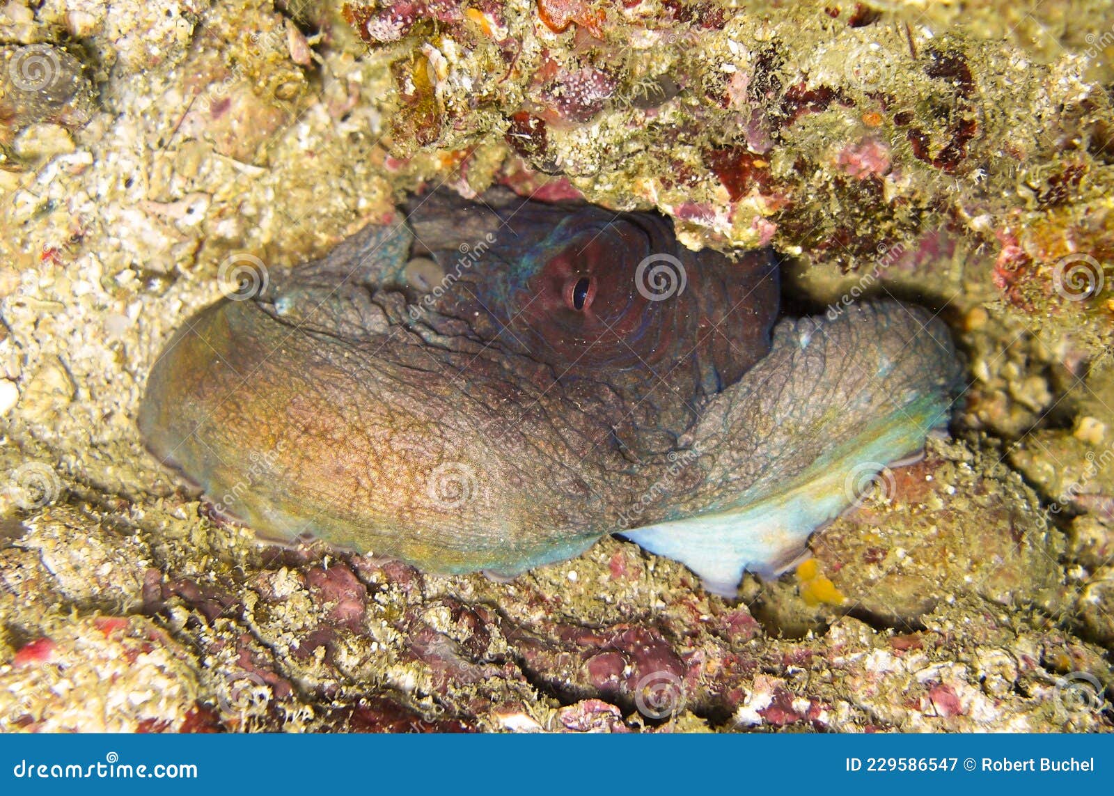 Octopus in the Filipino Sea December 30, 2010 Stock Image - Image of ...