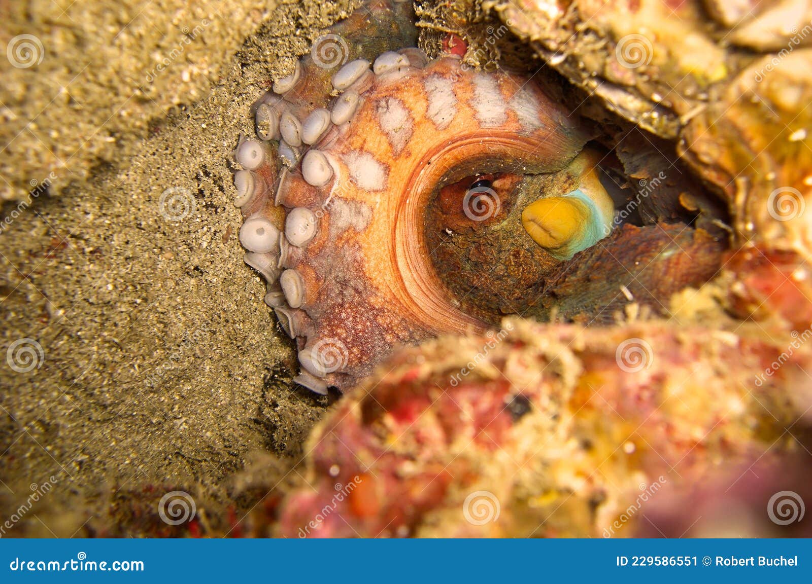 Octopus in the Filipino Sea December 25, 2011 Stock Image - Image of ...