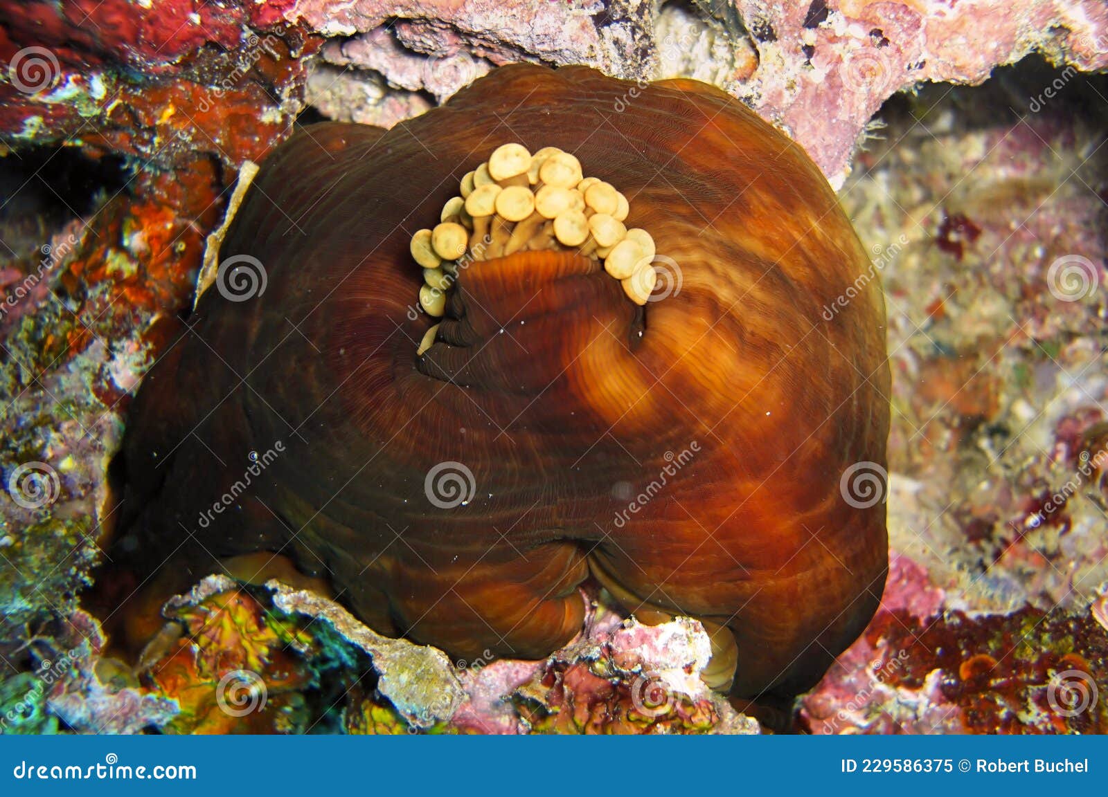 Octopus in the Filipino Sea January 18, 2012 Stock Image - Image of ...