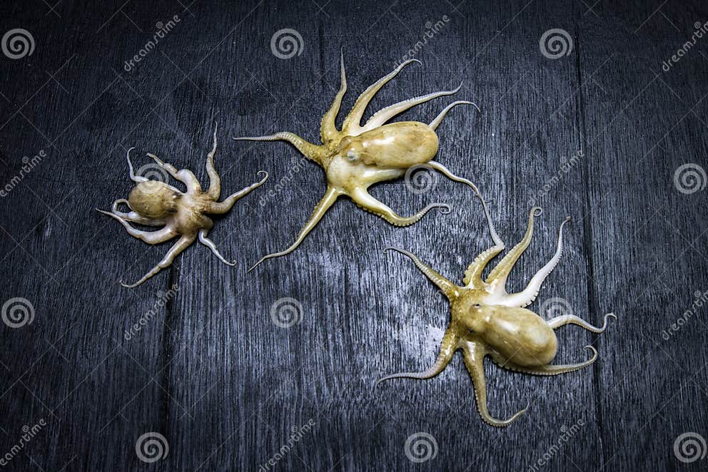 Octopus on Black Background Stock Photo - Image of leopard, dark: 124417308