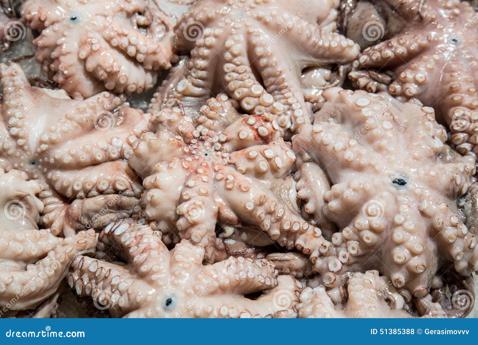 Octopus on a fish market stock photo. Image of healthy - 51385388