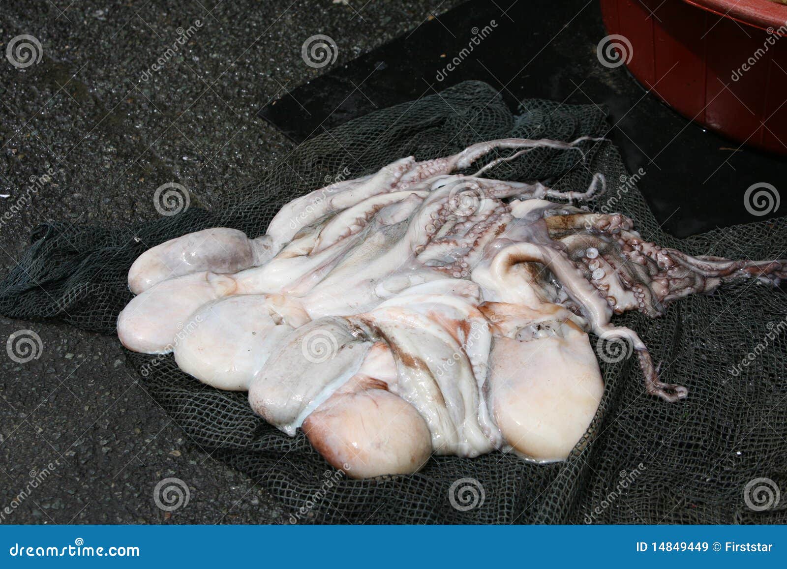 Octopus.Fish Market in South Korea Stock Image - Image of invertebrate ...