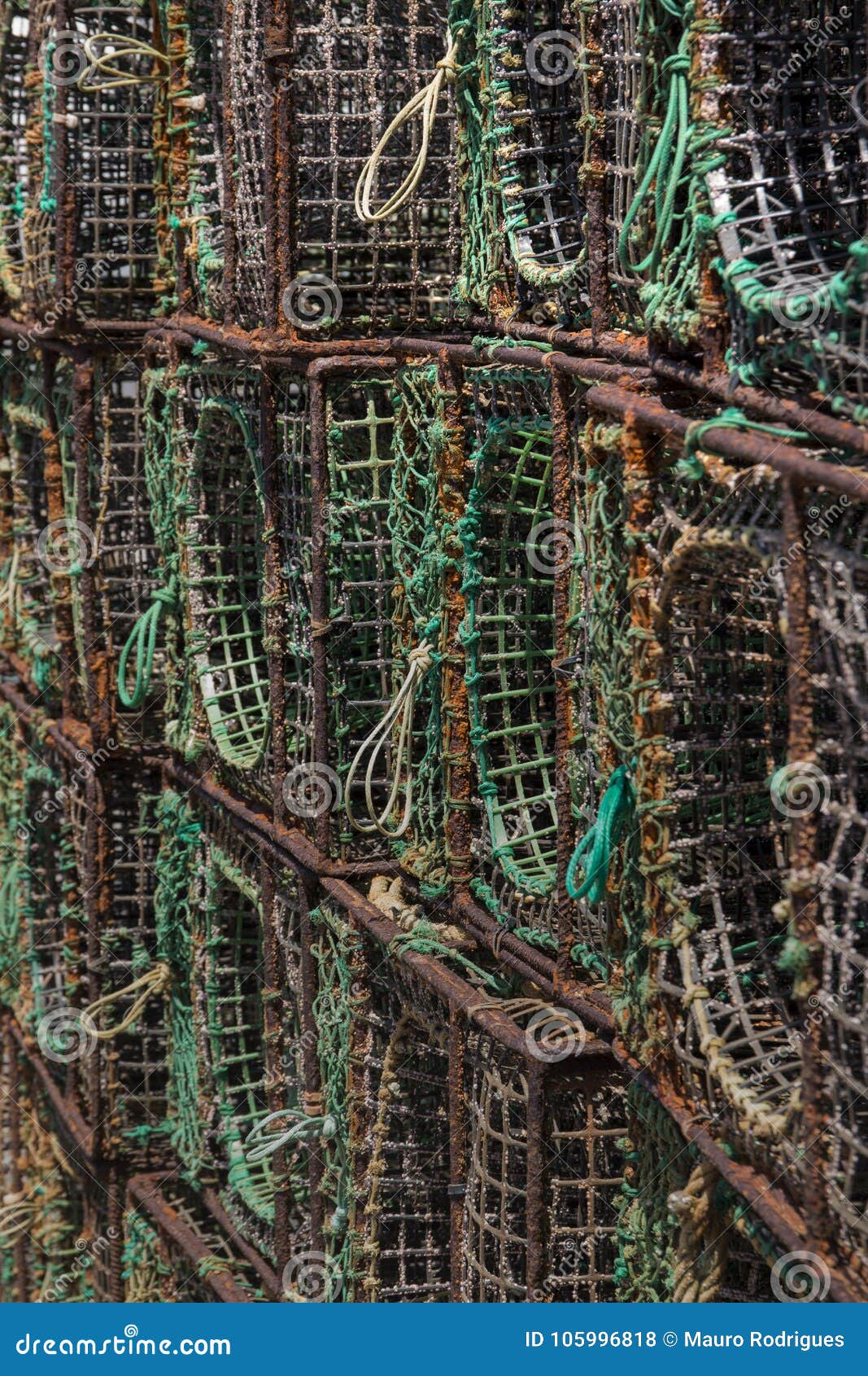 Octopus fishing traps stock photo. Image of octopus - 105996818