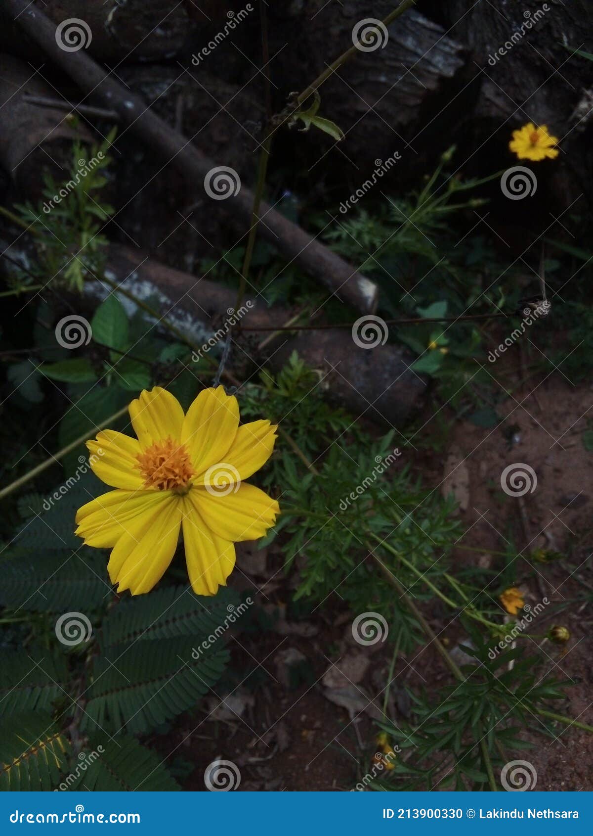 The octopus flowers stock photo. Image of tree, plant - 213900330