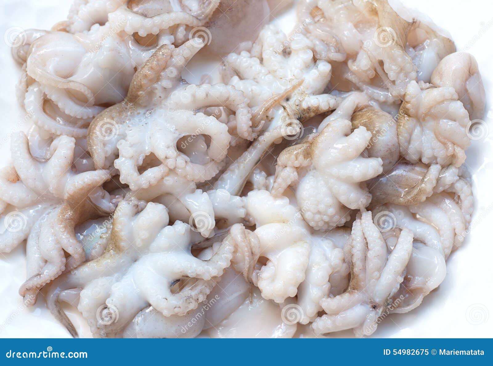 Octopus stock image. Image of grey, mediterranean, food - 54982675