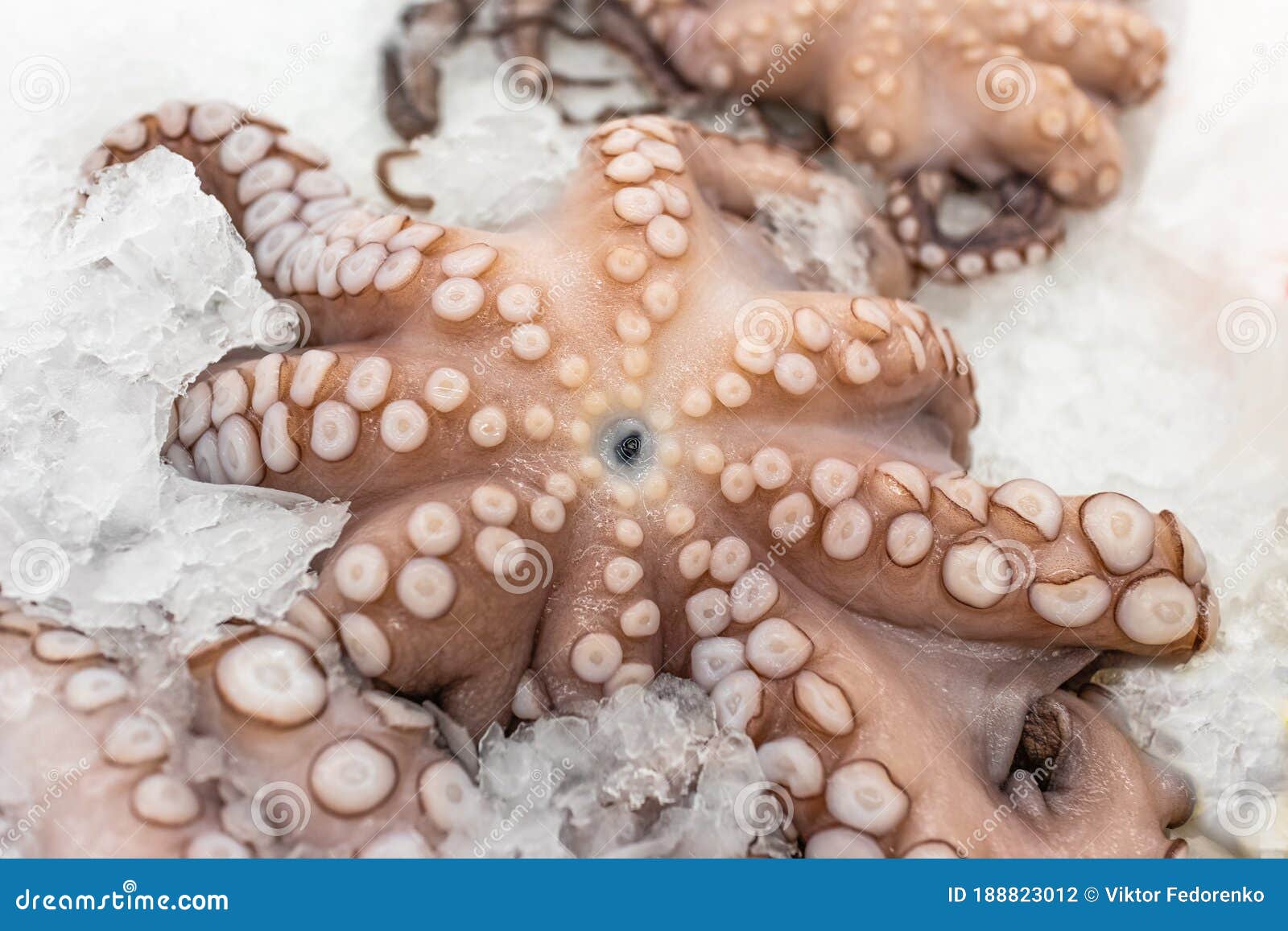 Fresh Octopus on Ice in the Market. Fresh Seafood in a Shop Window ...