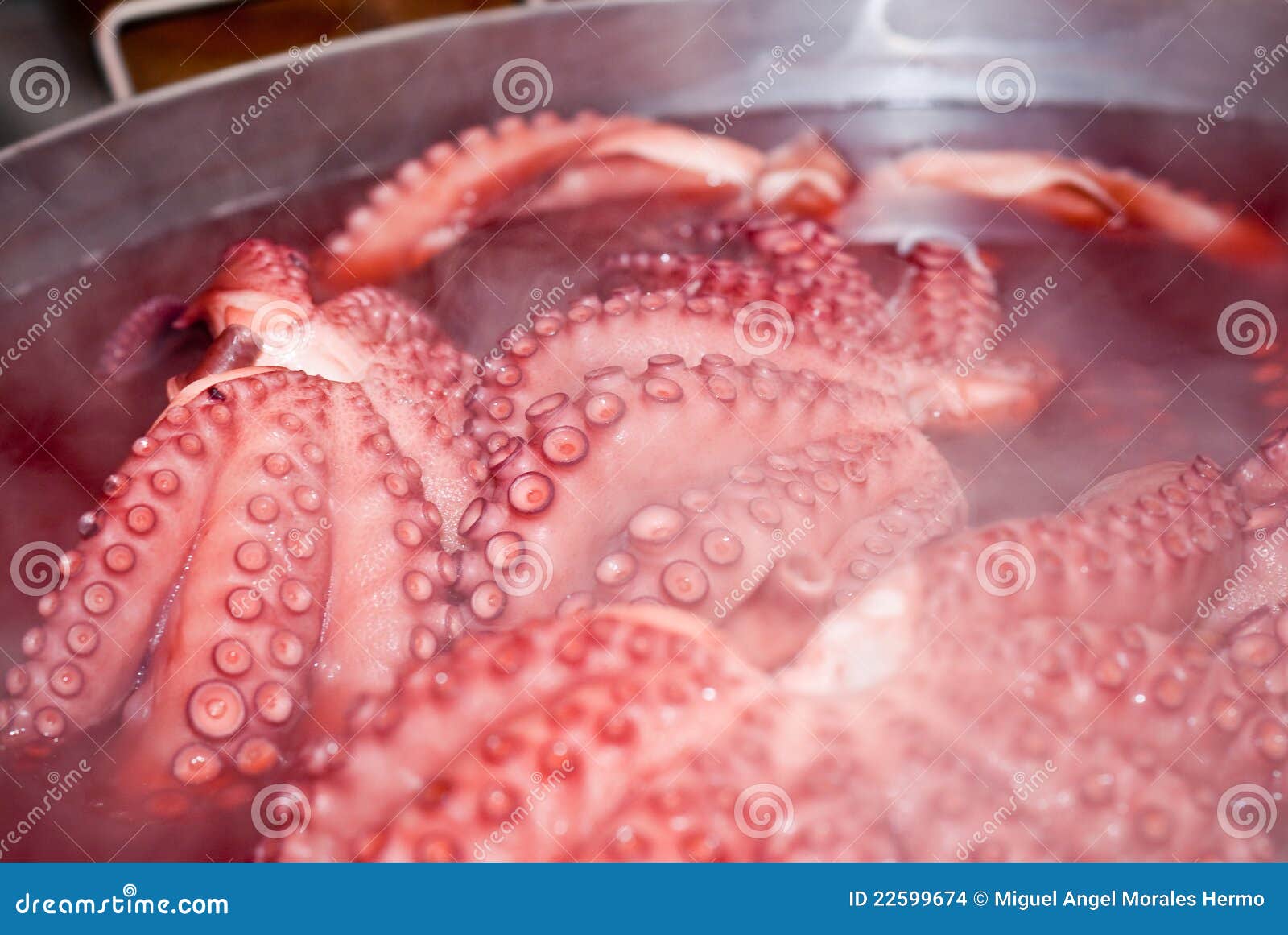 Octopus of Galicia, Spain stock photo. Image of octopus - 22599674