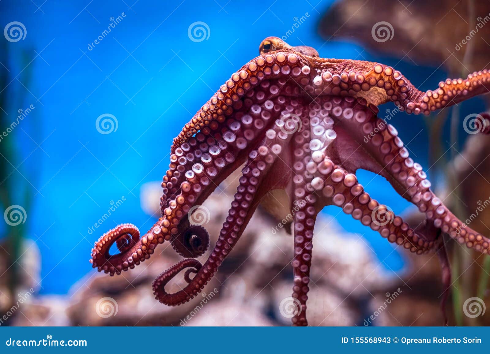 Octopus on a Glass Wall in Aquarium Stock Image - Image of nature ...