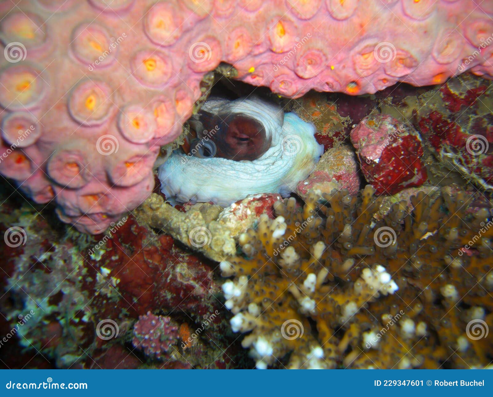 Octopus in the Filipino Sea 29.10.2012 Stock Image - Image of ...