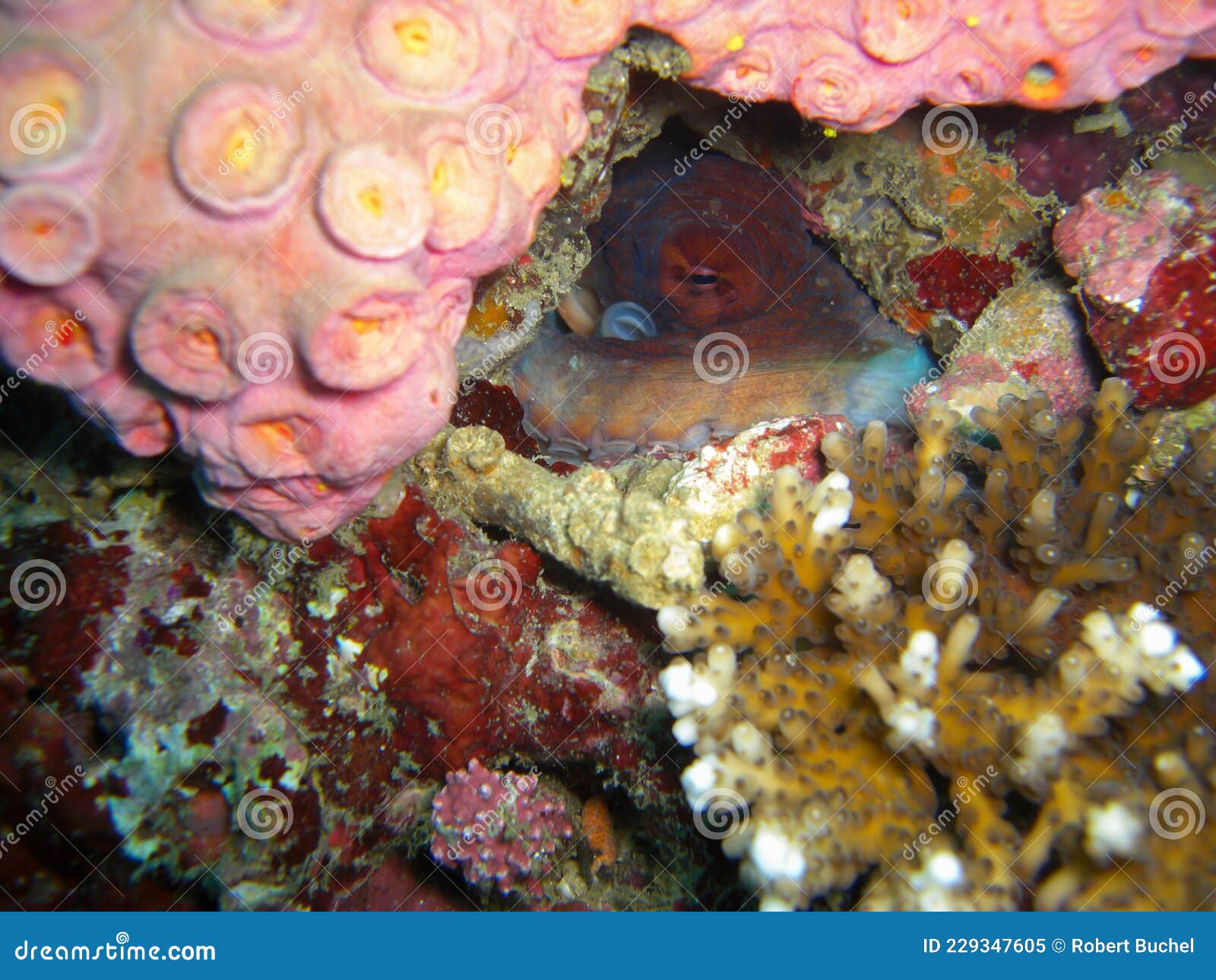 Octopus in the Filipino Sea 29.10.2012 Stock Image - Image of stunning ...