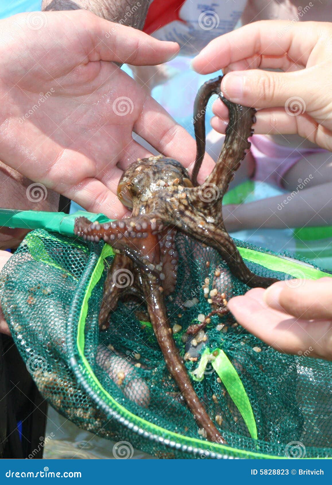 Octopus in hand stock image. Image of animal, diving, coast - 5828823