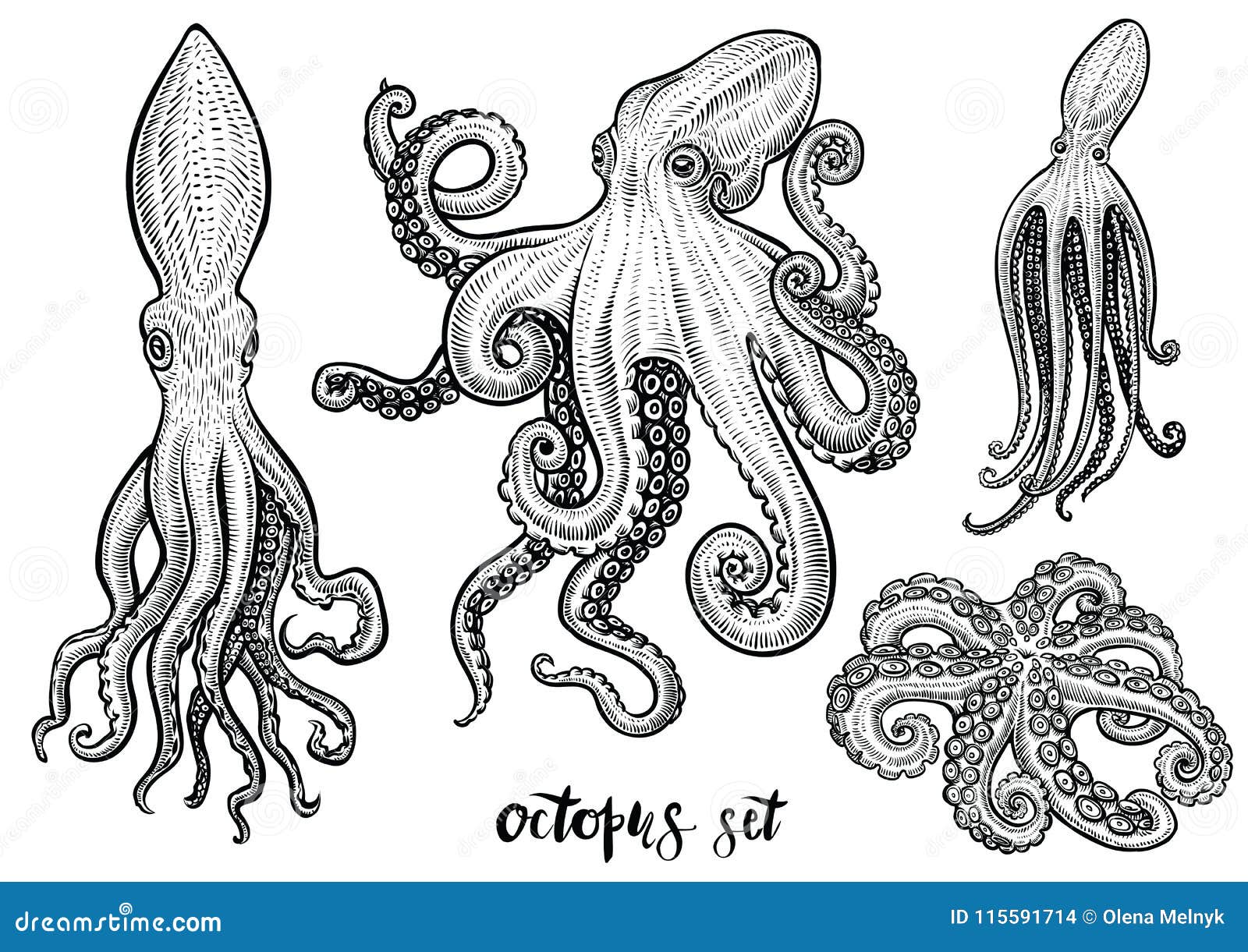 Octopus Vector Drawing