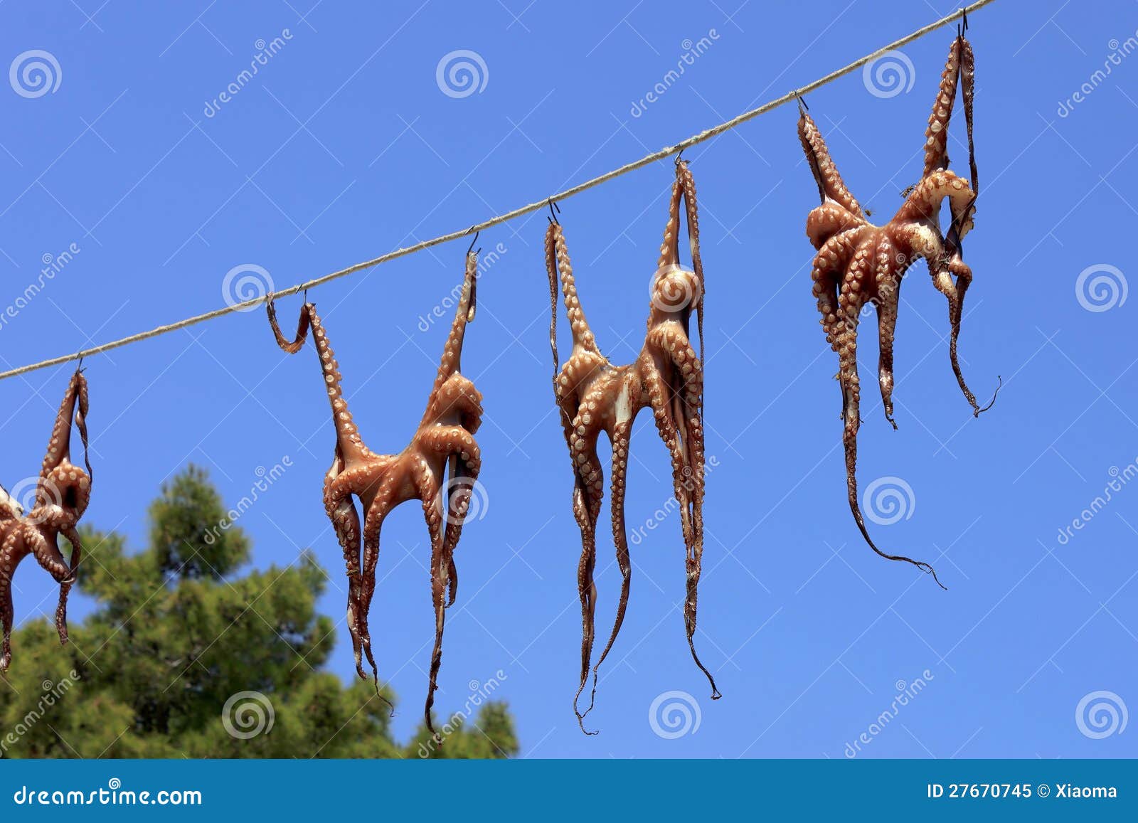 Octopus hanging stock image. Image of mollusk, aquatic - 27670745