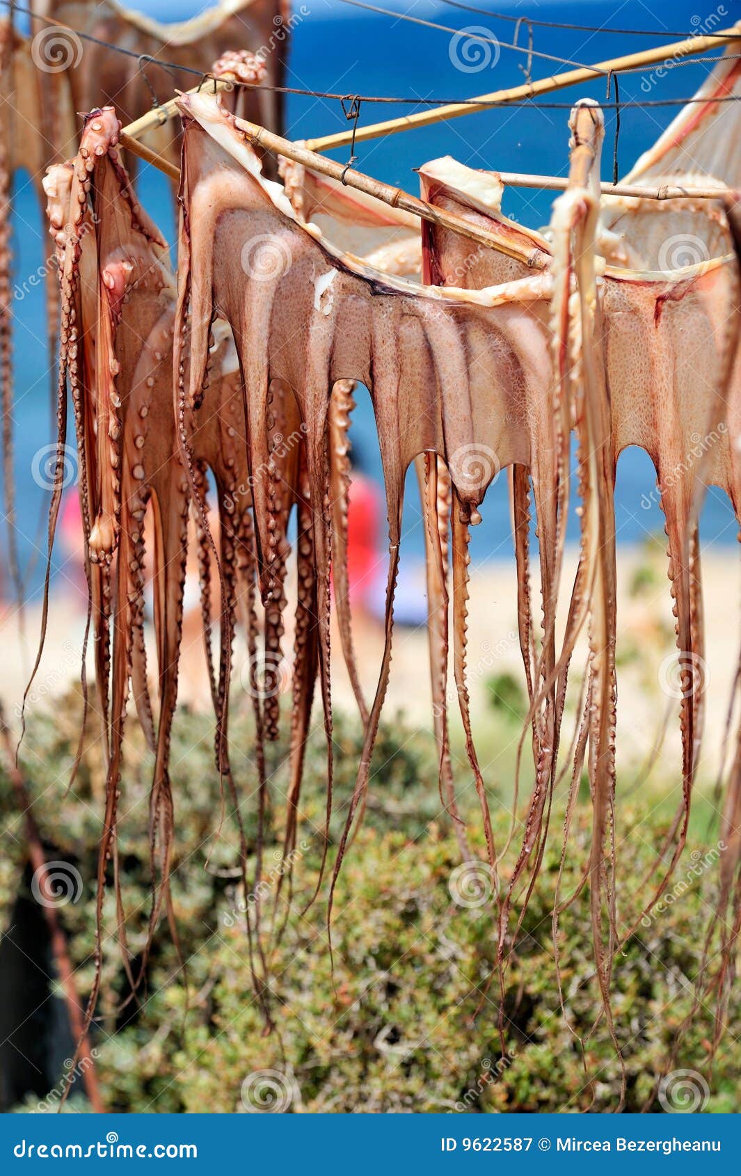 Octopus hanging to dry stock image. Image of blue, preparation - 9622587