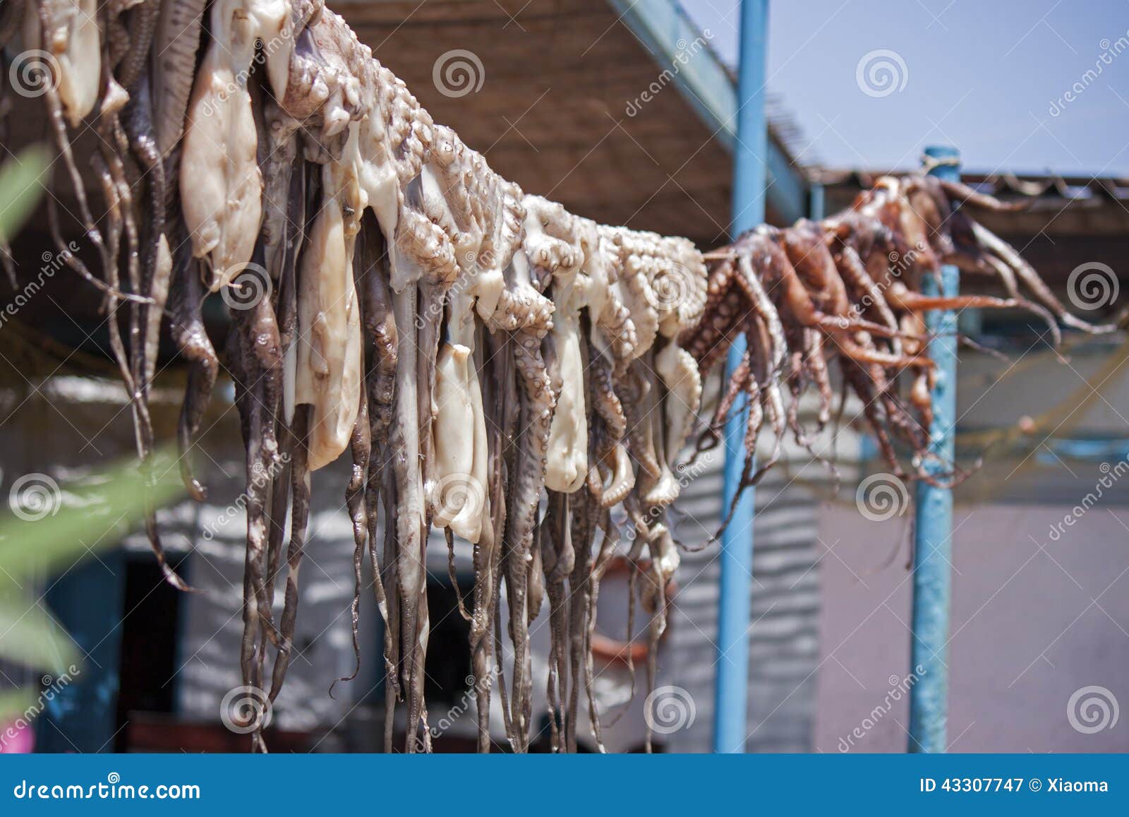 Octopus hanging to dry stock image. Image of closeup - 43307747