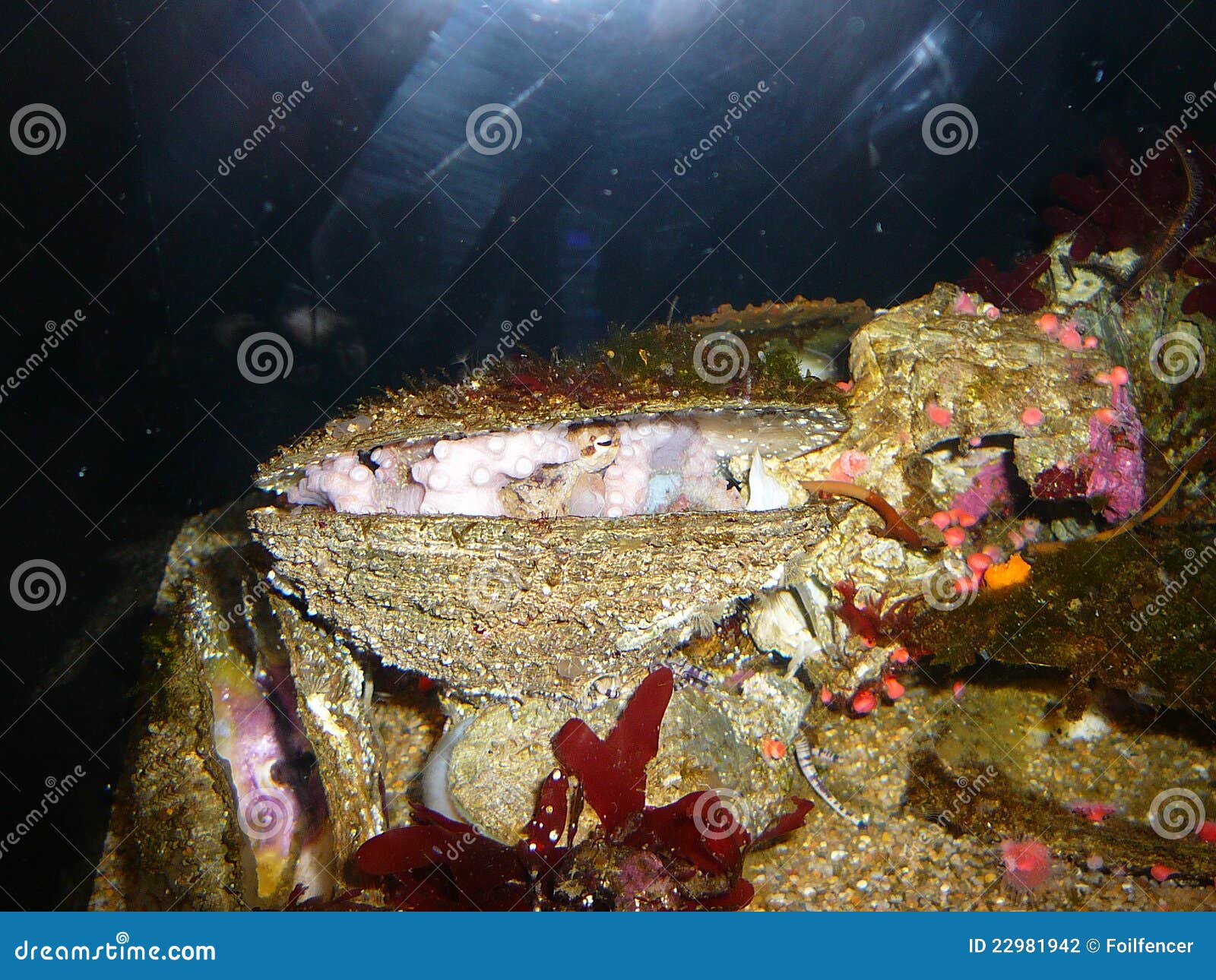 Octopus hiding in shell stock photo. Image of safe, mollusk - 22981942