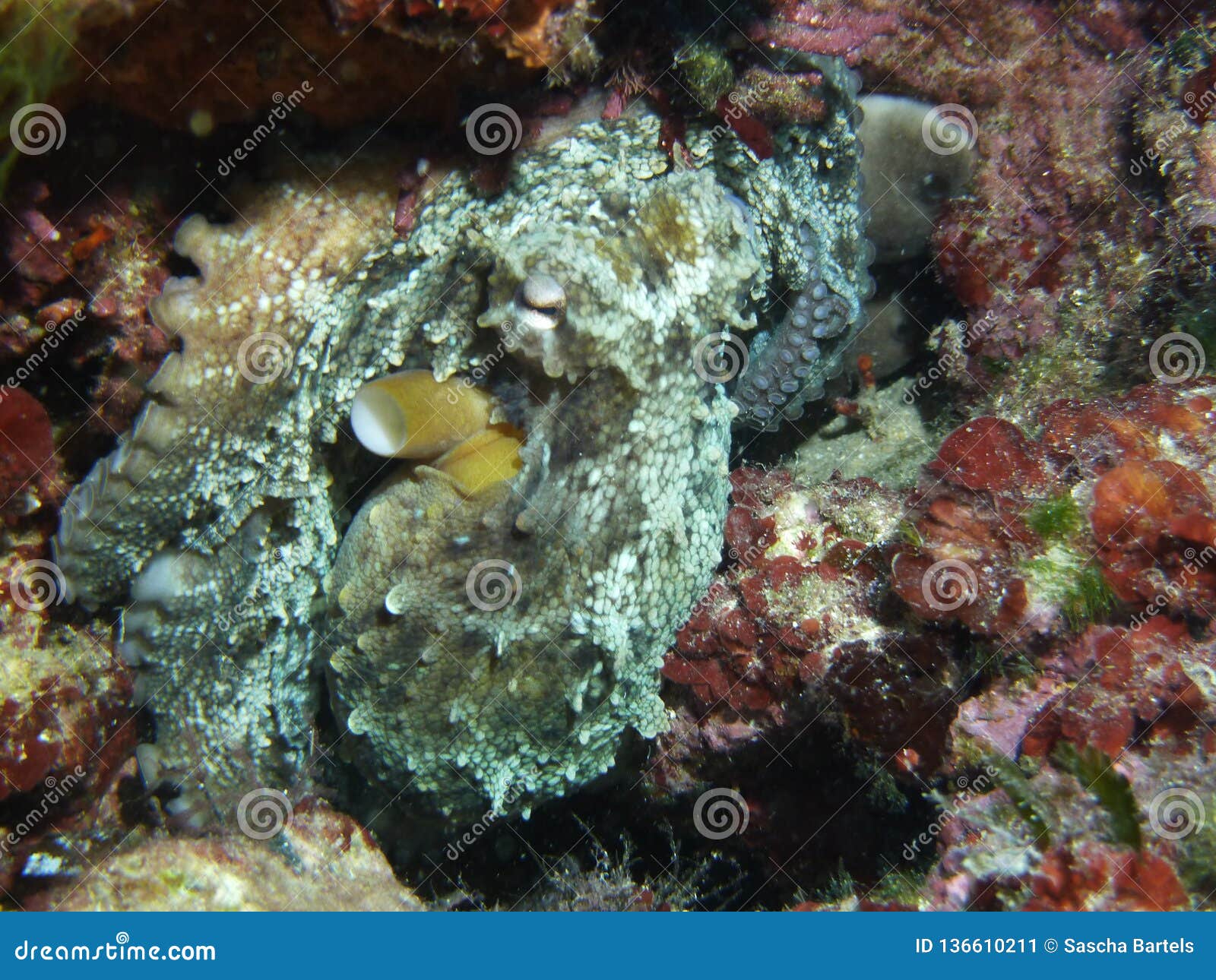 The Day Octopus Hiding Under The Rock During A Leisure Dive In ...