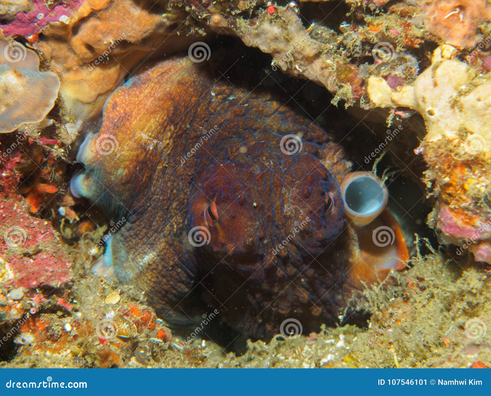 An octopus in a hole stock image. Image of ocean, hole - 107546101