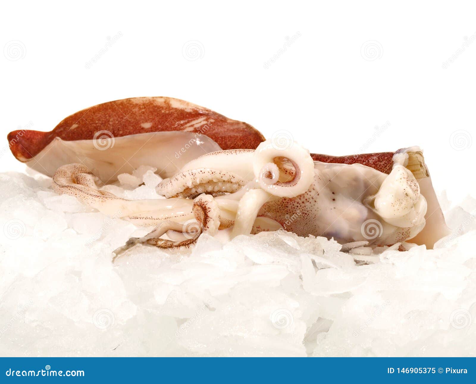 Octopus on Ice stock image. Image of fresh, close, dinner - 146905375