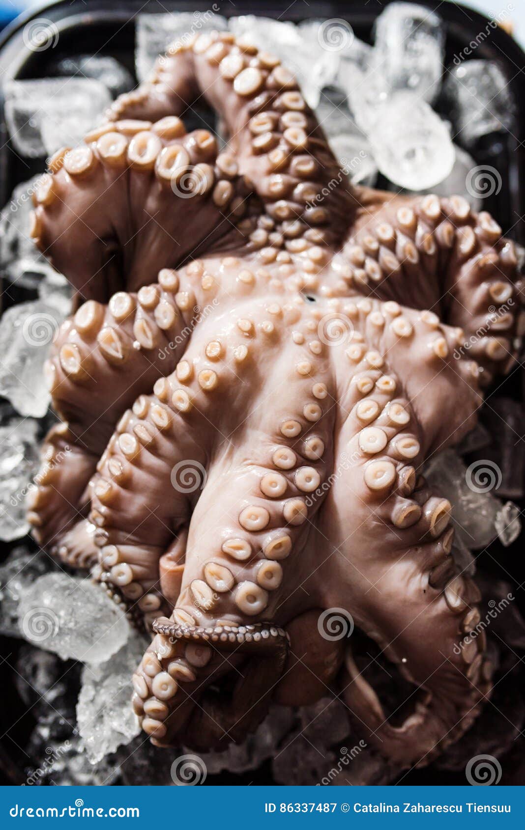 Octopus on ice stock image. Image of animal, octopoda - 86337487