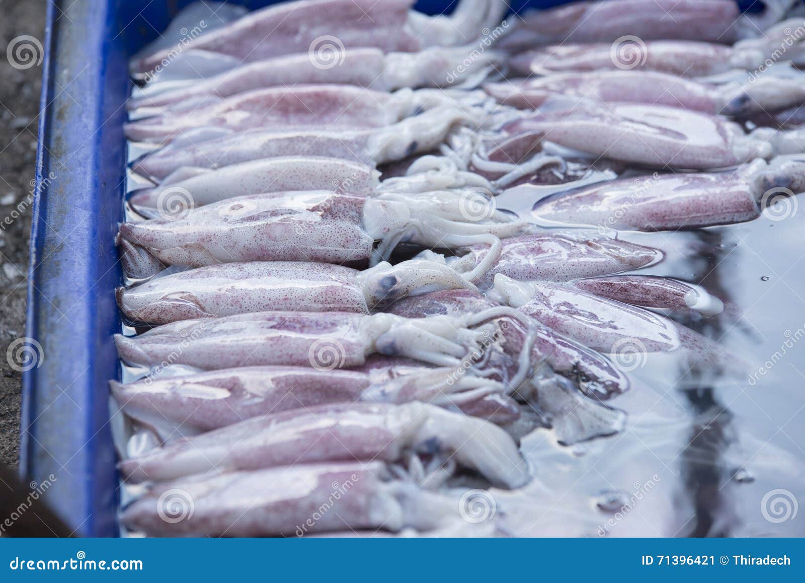 Octopus on the ice tray stock image. Image of feast, camouflage - 71396421