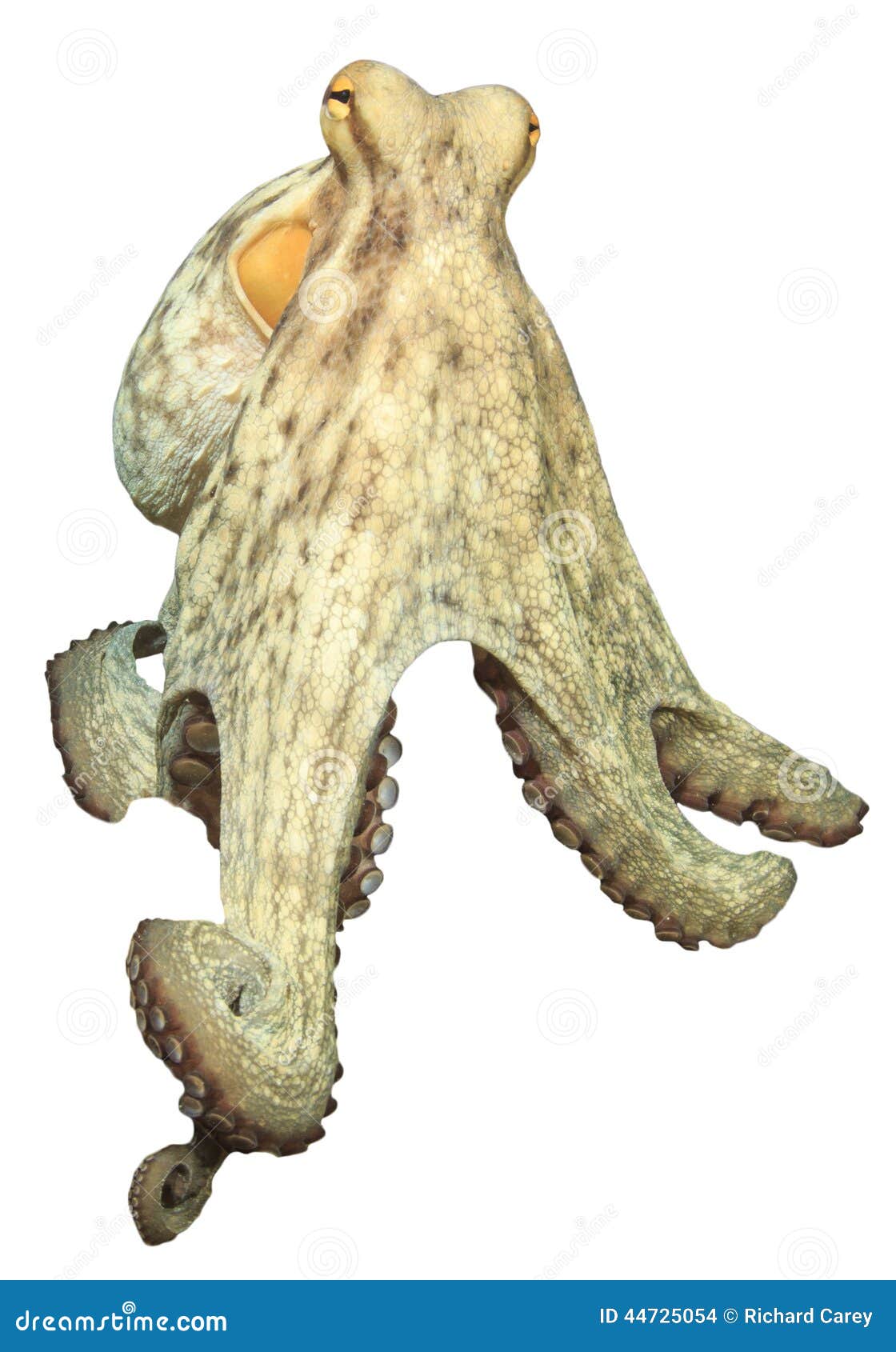 Octopus isolated stock photo. Image of molusk, fish, underwater - 44725054