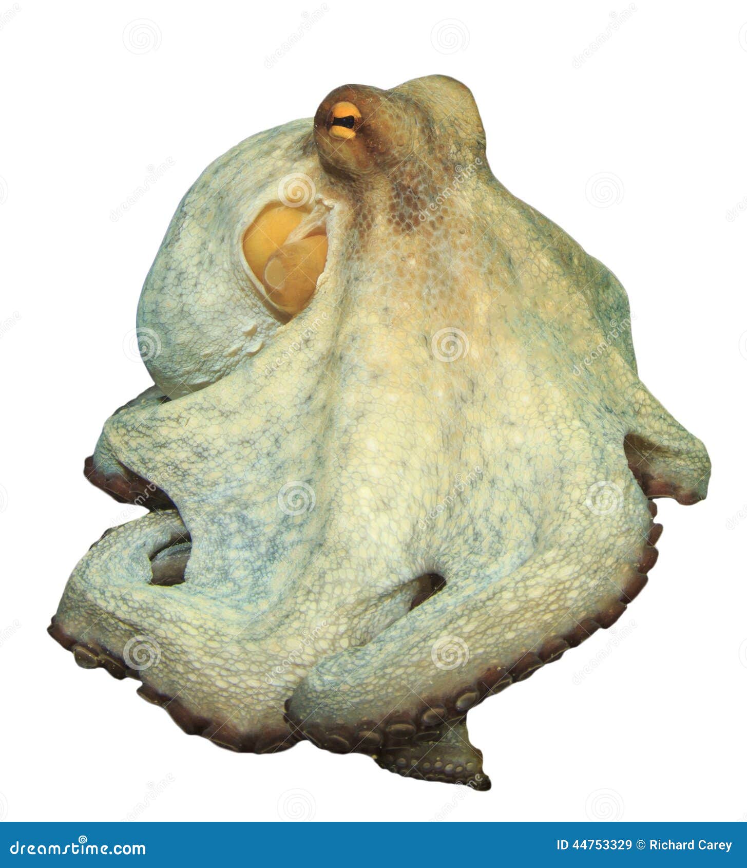 Octopus isolated stock image. Image of cephalopod, molusk - 44753329