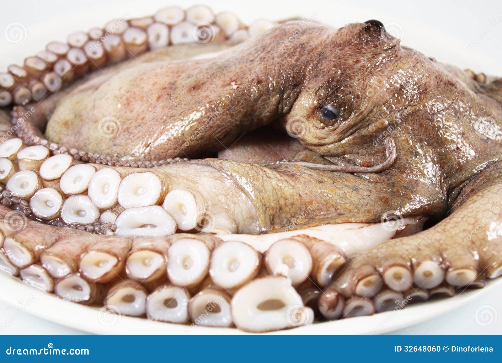 Octopus isolated stock photo. Image of cephalopod, sushi - 32648060