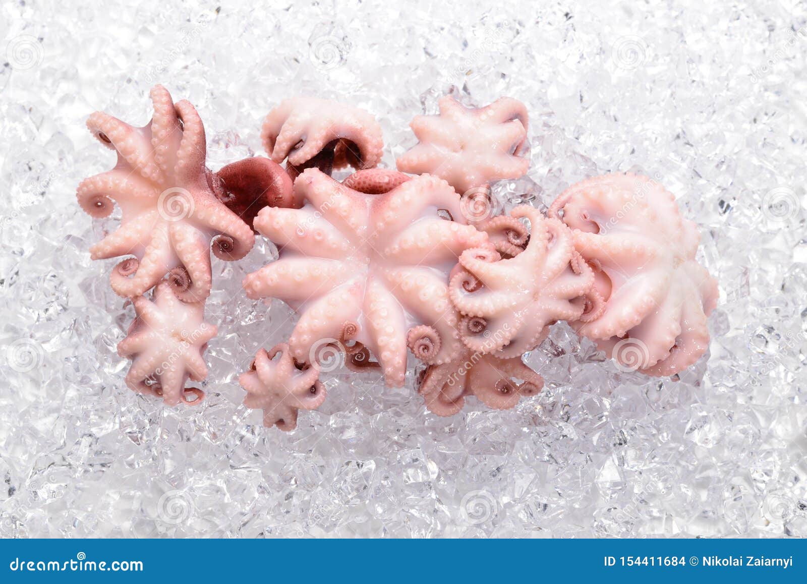 Octopus Isolated on White Background Stock Photo - Image of healthy ...