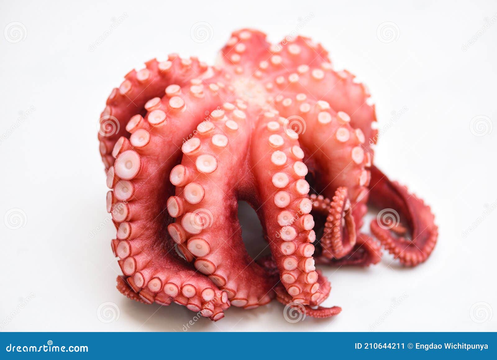Octopus Isolated On White Background, Boiled Whole Octopus Tentacles ...