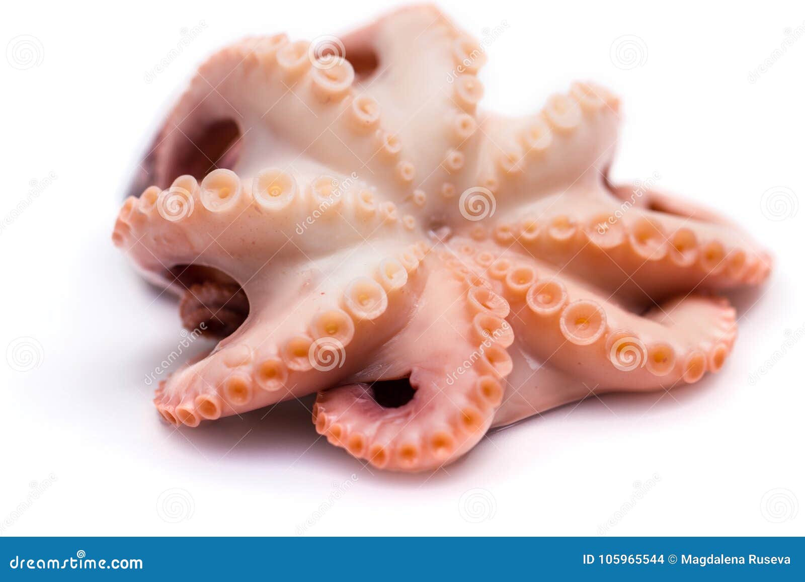 Octopus on Isolated White Background Stock Photo - Image of ingredient ...