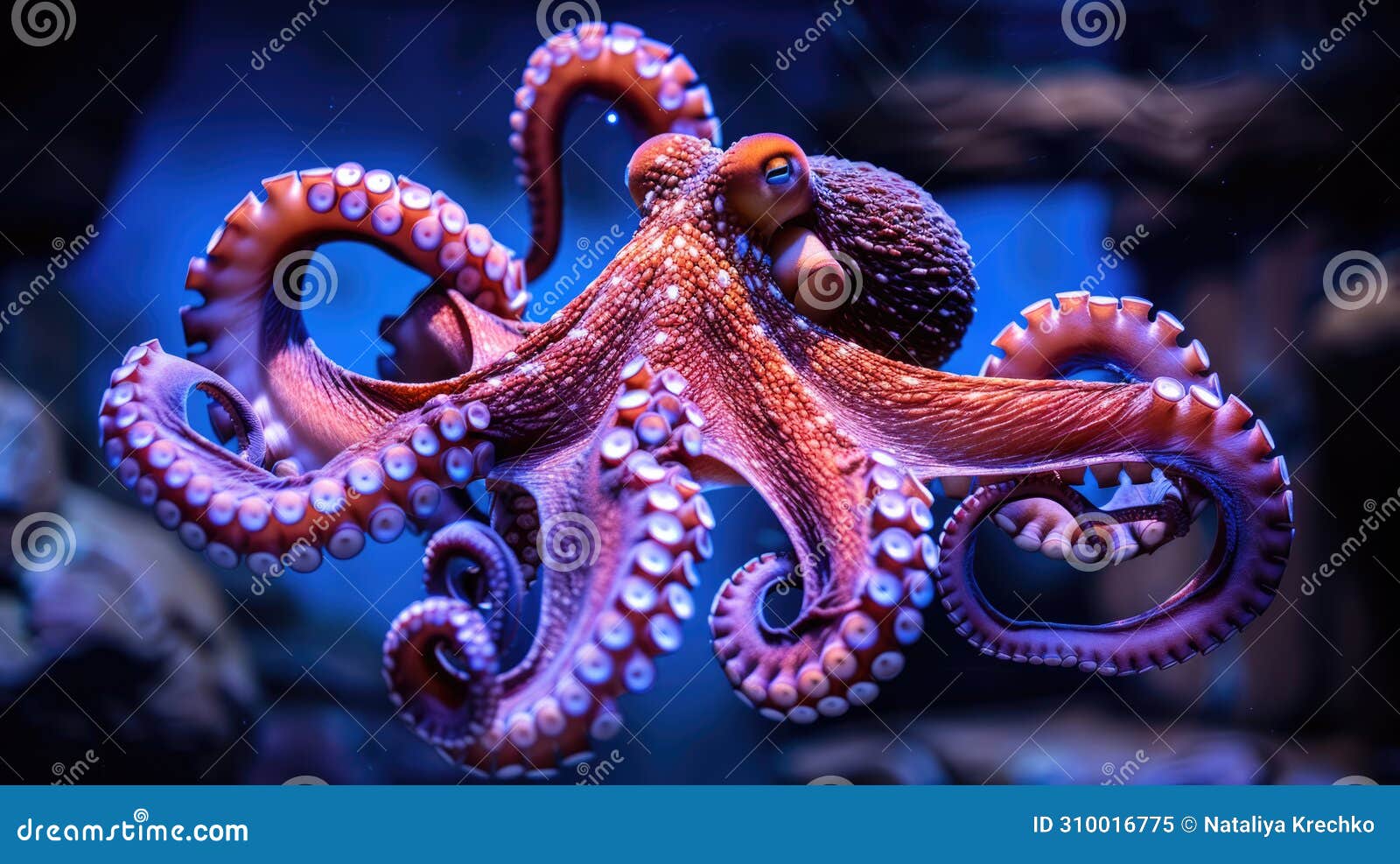 Octopus in Its Natural Habitat on the Seabed Stock Image - Image of ...