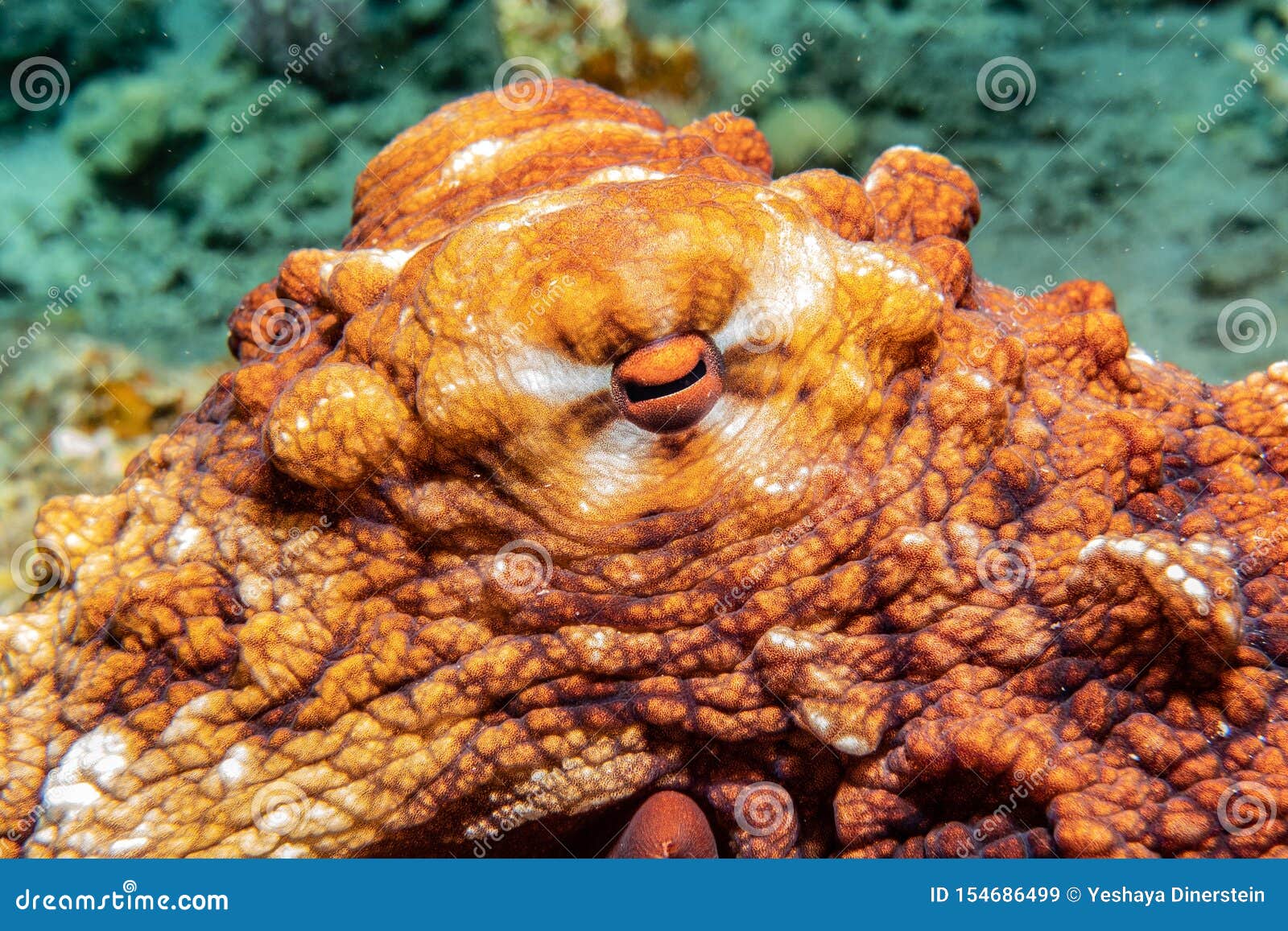 Octopus King of Camouflage in the Red Sea Stock Image - Image of animal ...