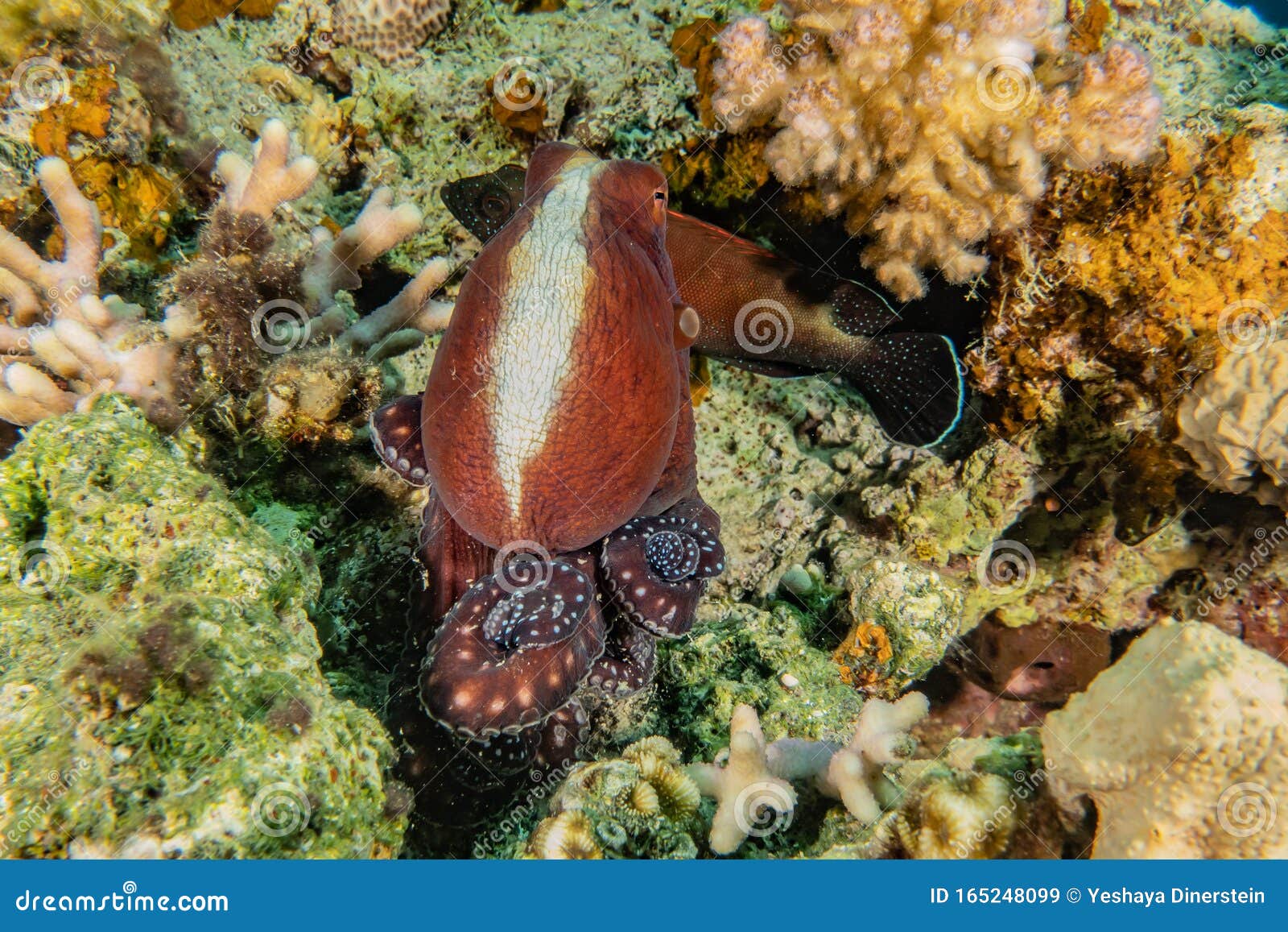Octopus King of Camouflage in the Red Sea Stock Image - Image of fish ...
