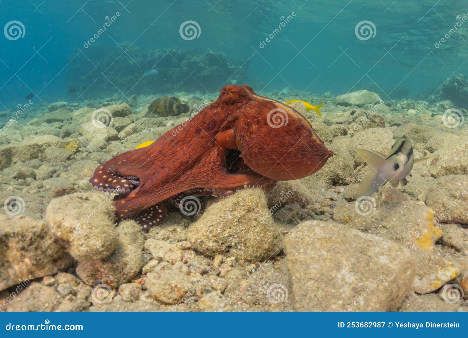 Octopus King of Camouflage in the Red Sea, Eilat Israel Stock Image ...