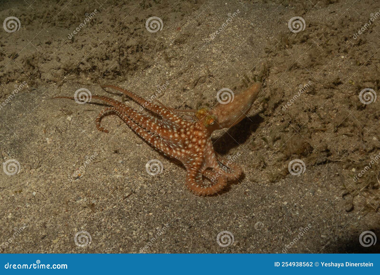 Octopus King of Camouflage in the Red Sea, Eilat Israel Stock Photo ...