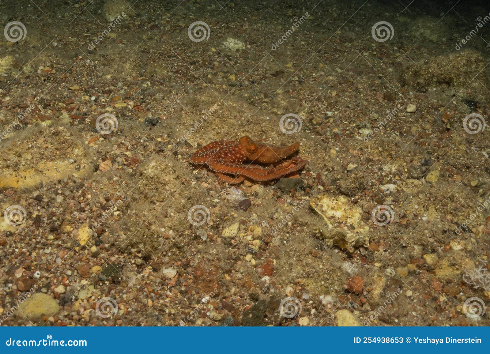 Octopus King of Camouflage in the Red Sea, Eilat Israel Stock Image ...