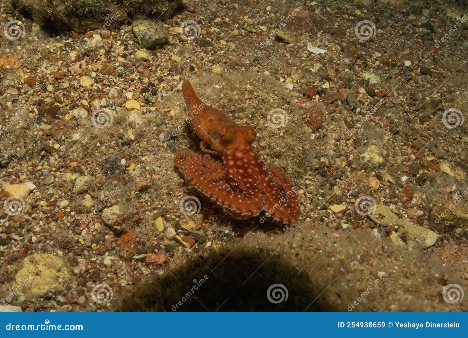 Octopus King of Camouflage in the Red Sea, Eilat Israel Stock Image ...