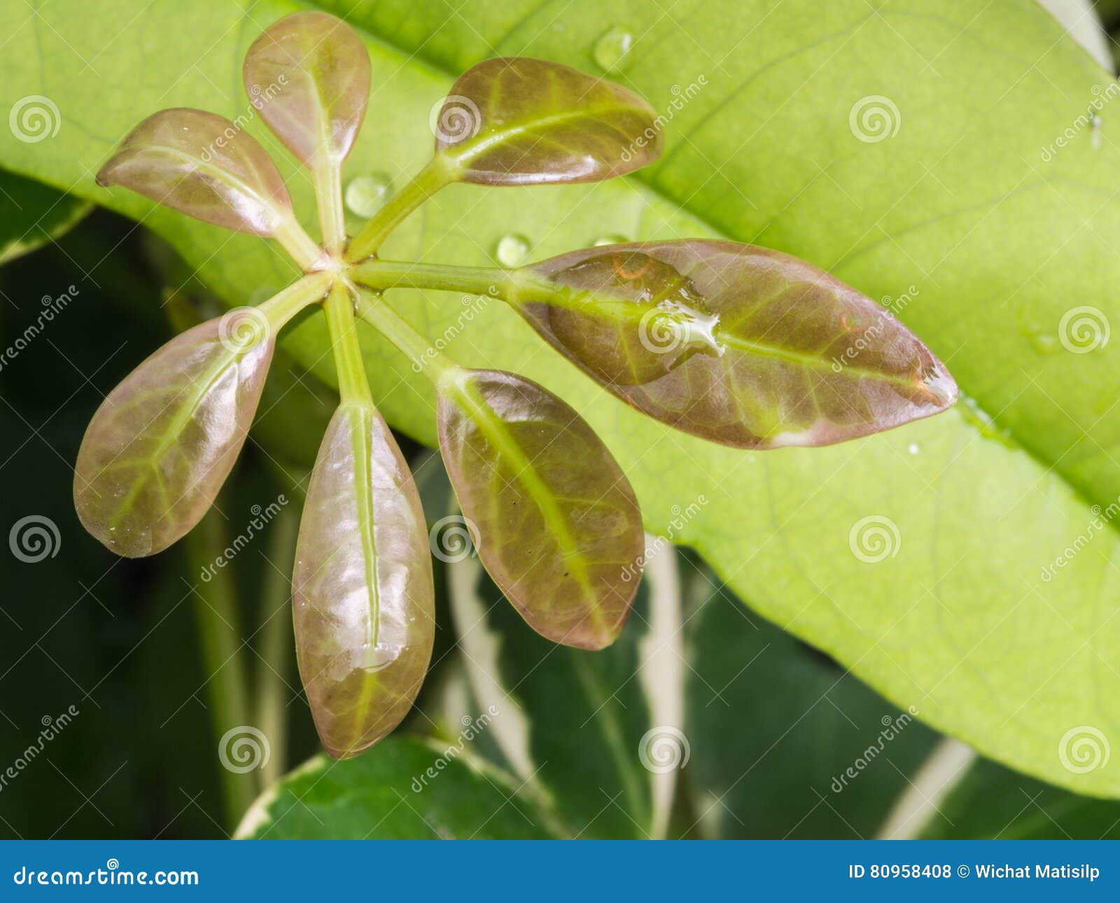 6,575 Leaflet Tree Stock Photos - Free & Royalty-Free Stock Photos from ...