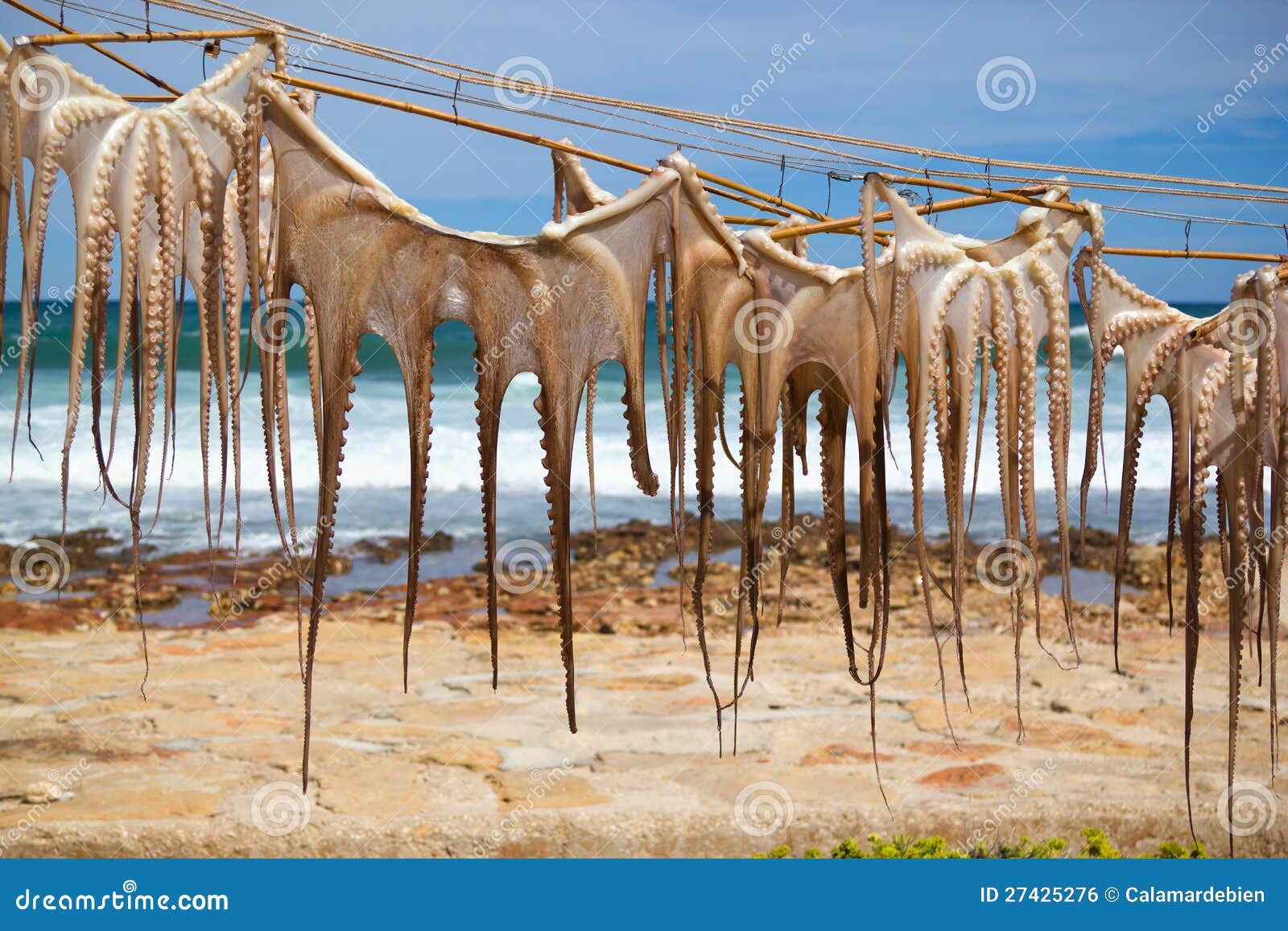 Octopus Lying Sun Stock Photos - Free & Royalty-Free Stock Photos from ...