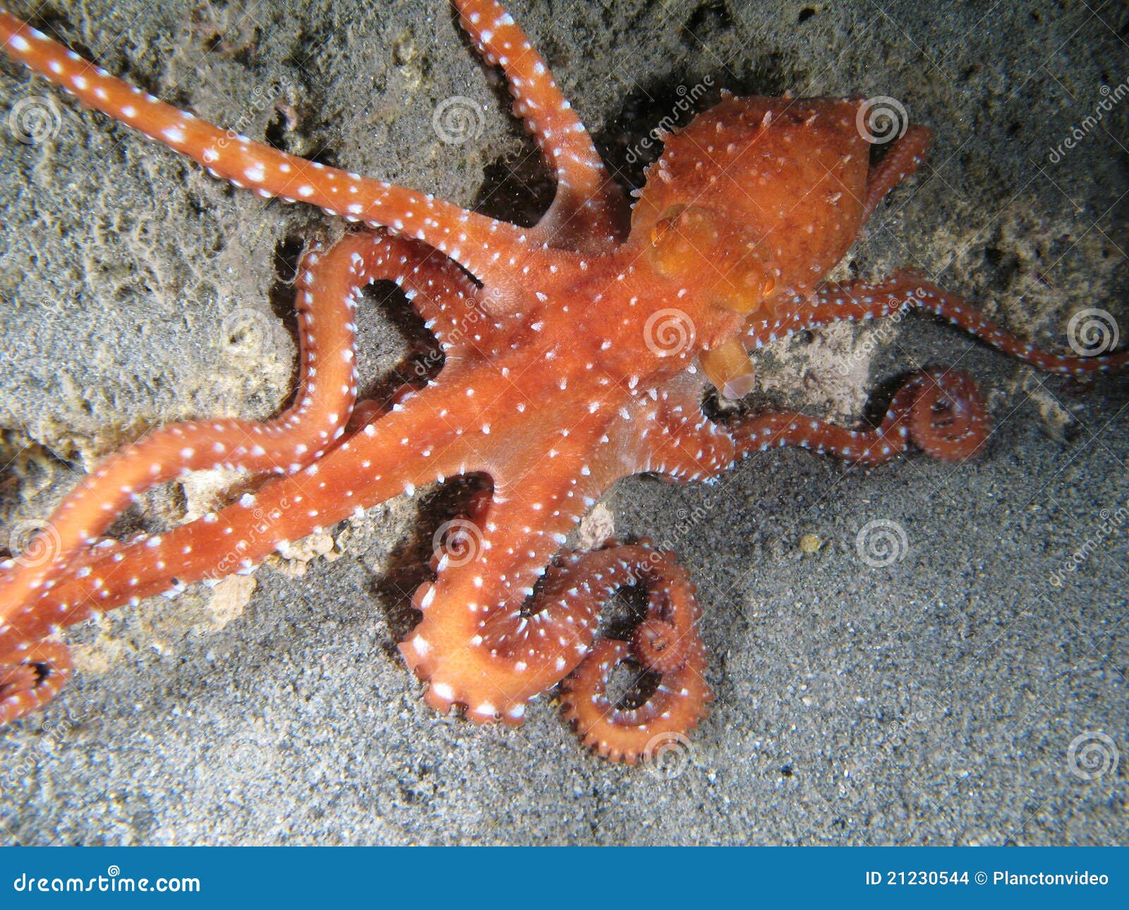 Octopus Macropus stock photo. Image of fish, invertebrate - 21230544
