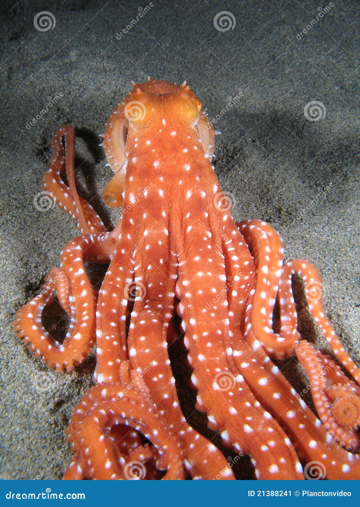 Octopus Macropus stock image. Image of invertebrate, cephalopod - 21388241