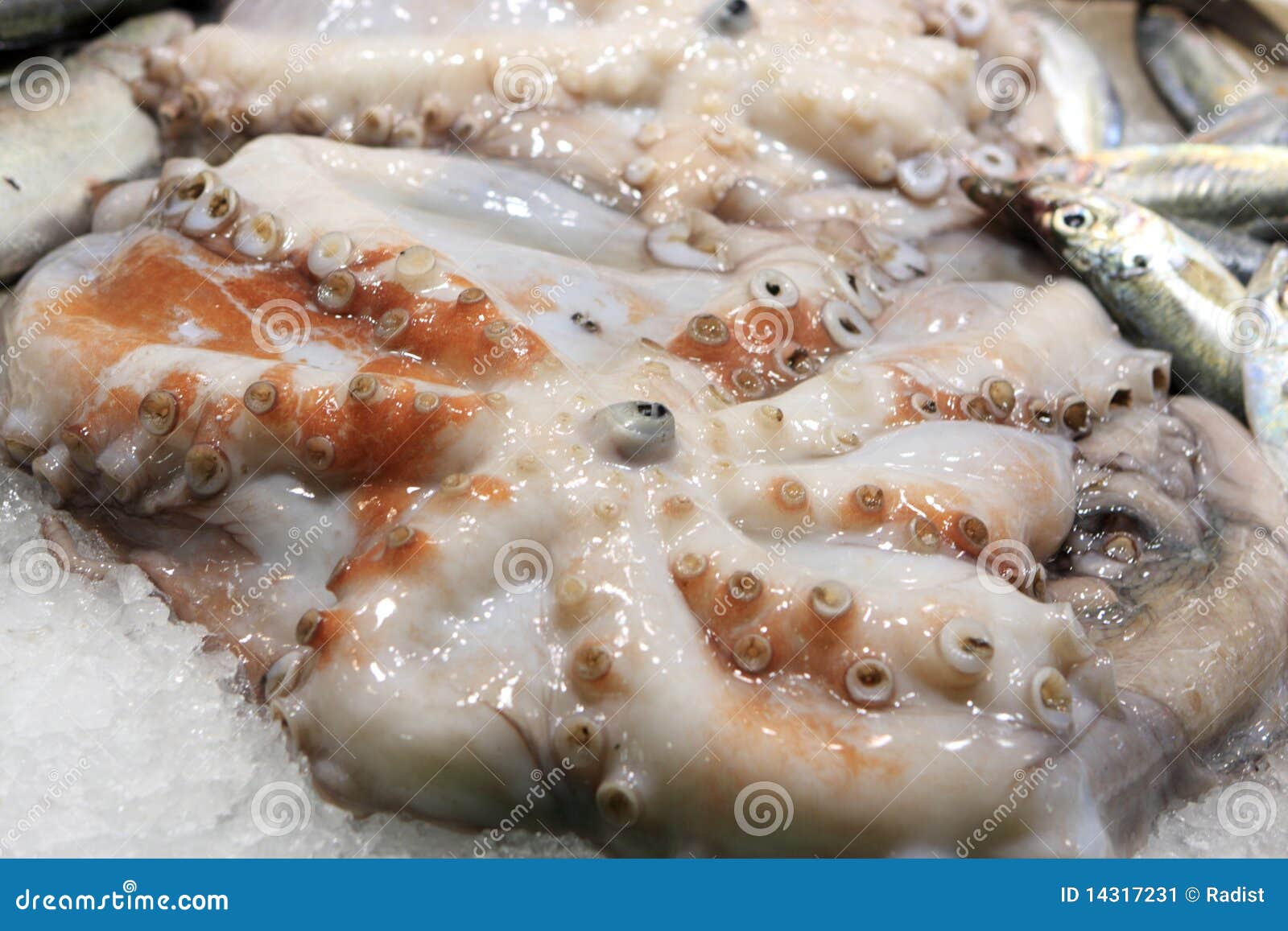 Octopus on market stock image. Image of marketplace, mollusk - 14317231