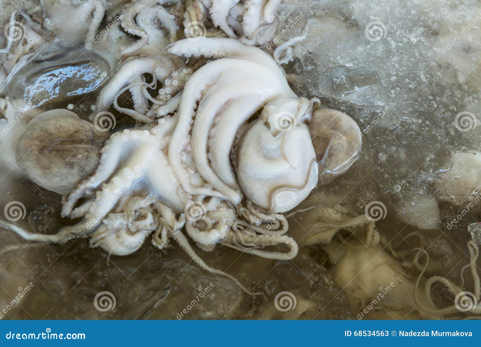 Octopus on Market in Indonesia Stock Image - Image of marine, healthy ...