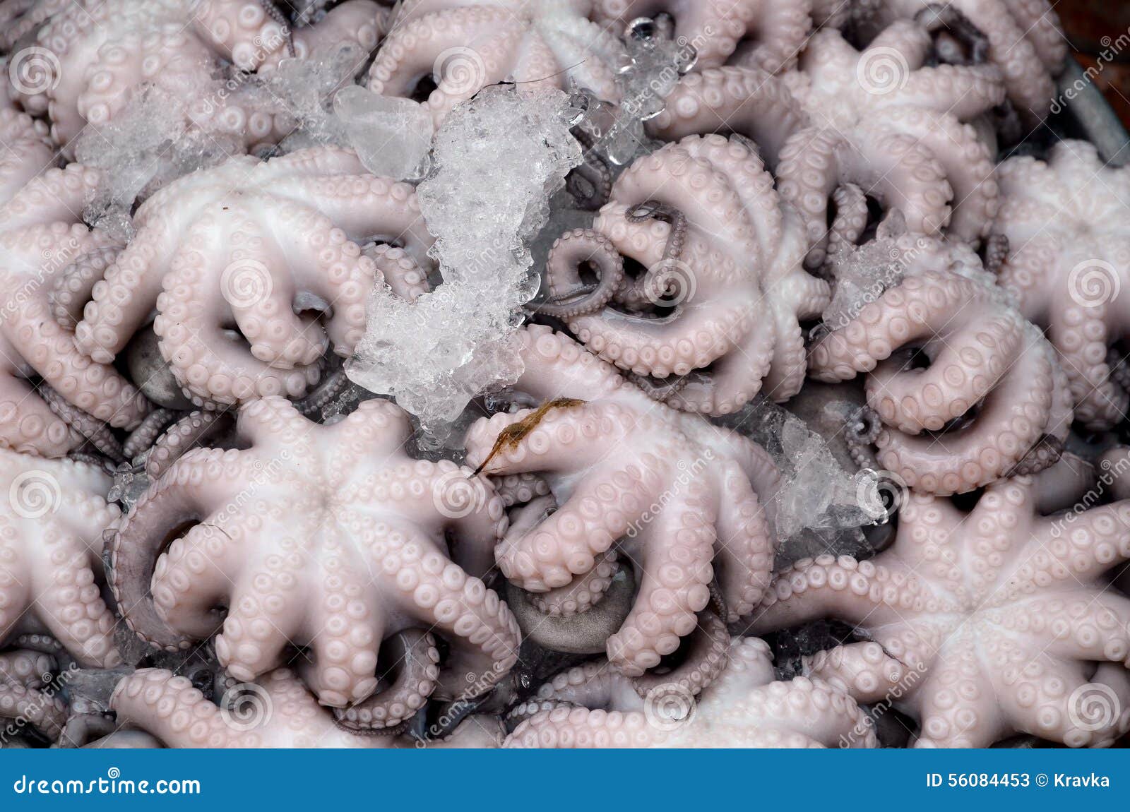 Octopus on Market in Vietnam Stock Image - Image of octopus, quality ...