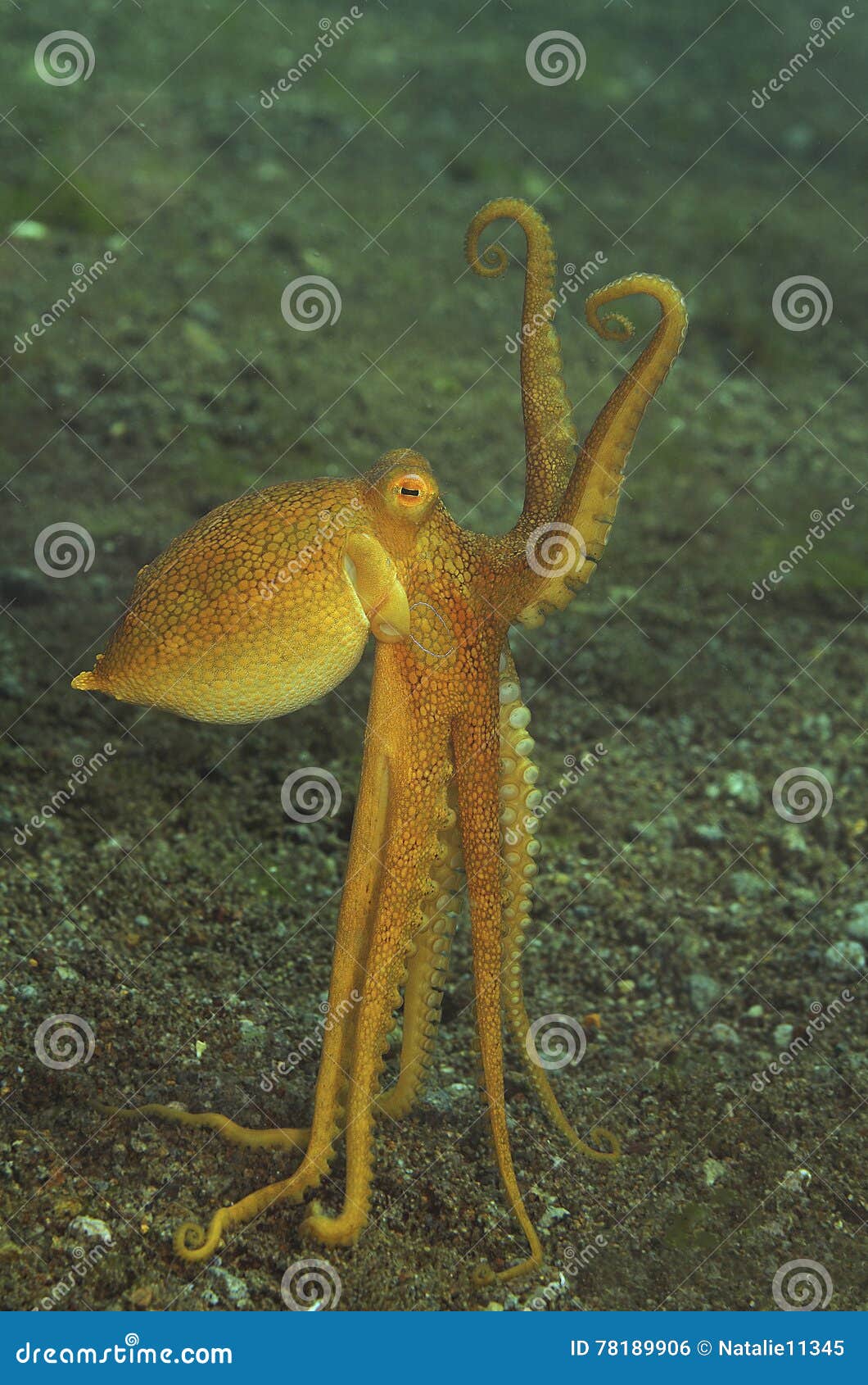 Ocellate Octopus Stock Photos - Free & Royalty-Free Stock Photos from ...