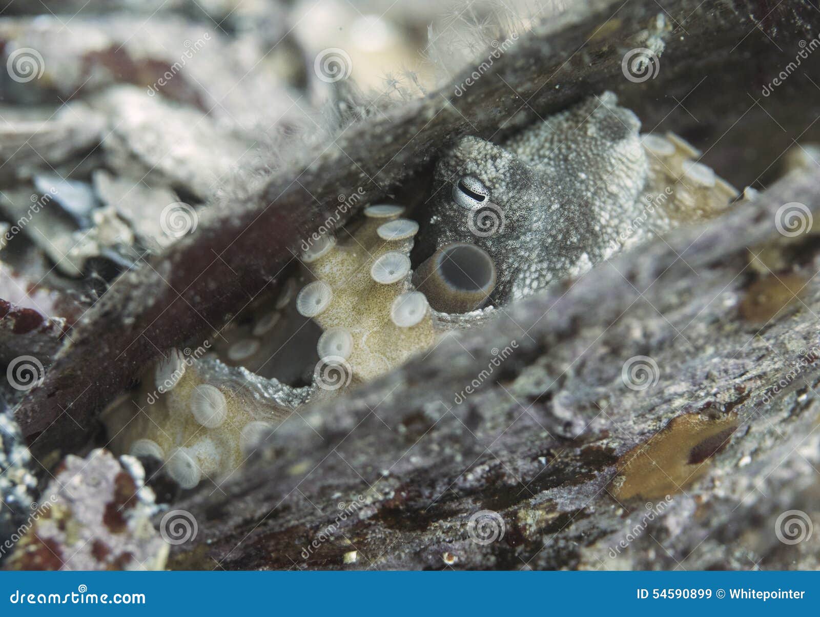 Octopus stock image. Image of octopus, peeking, ordinary - 54590899